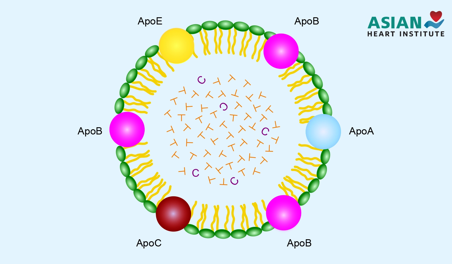 Lipoprotein(a) Test: Cost, Range & Heart Health Guide